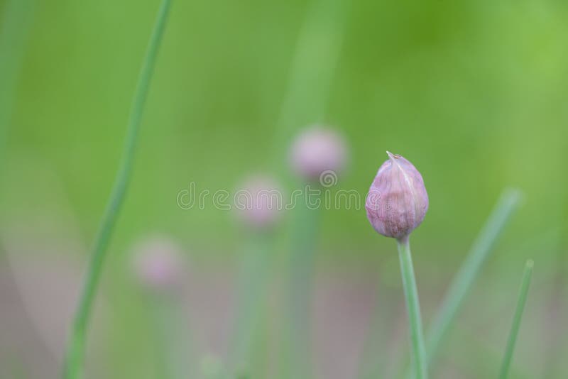 Chive bud stock photo. Image of fresh, chive, fragile - 31796212