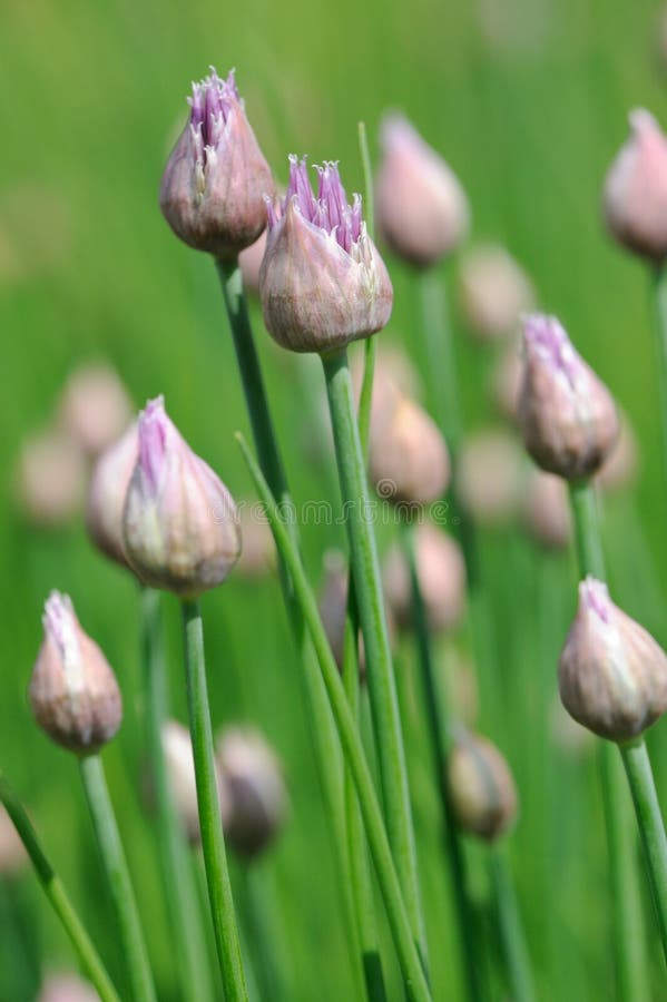 Chive Buds in Vegetable Garden Stock Photo - Image of horticulture ...