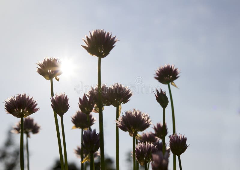 Chive with direct sun stock image. Image of concept, grow - 54603715