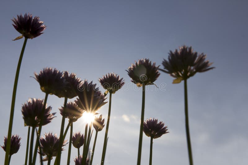 Chive with direct sun stock photo. Image of grass, garden - 54603858