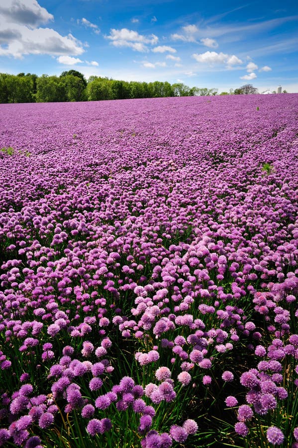 Chive Field on Bornholm Island Stock Photo - Image of growing, field ...