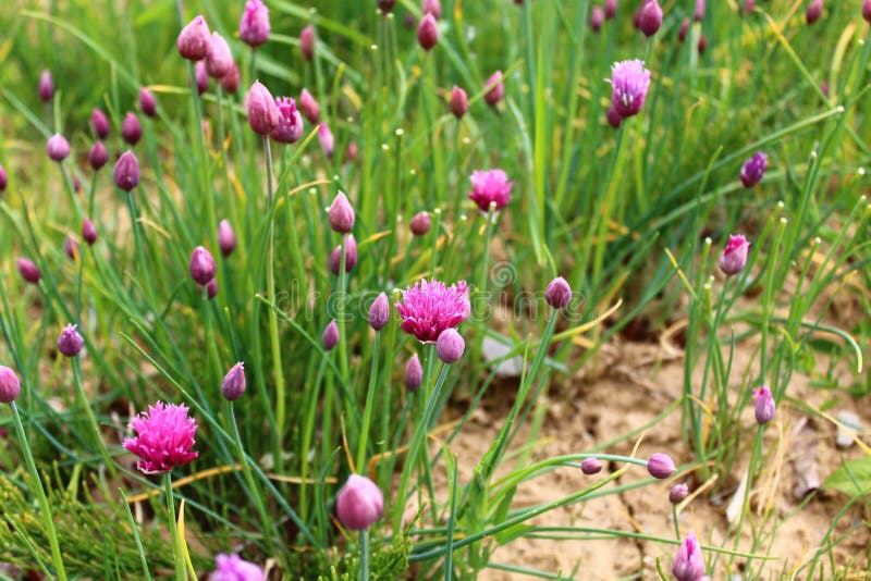 Chive field in the garden stock photo. Image of plant - 148951414