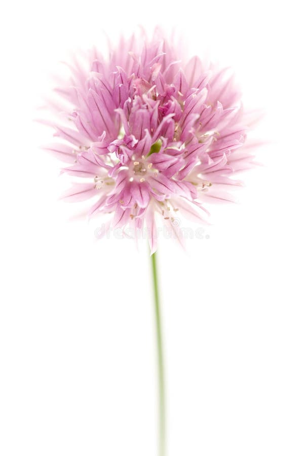 Beautiful Pink and Cream-colored Dahlia Flowers Stock Photo - Image of ...