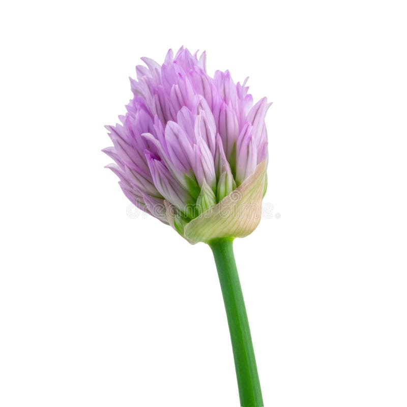 Chive Flower Bud Blooming Isolated on White with Clipping Path, No ...