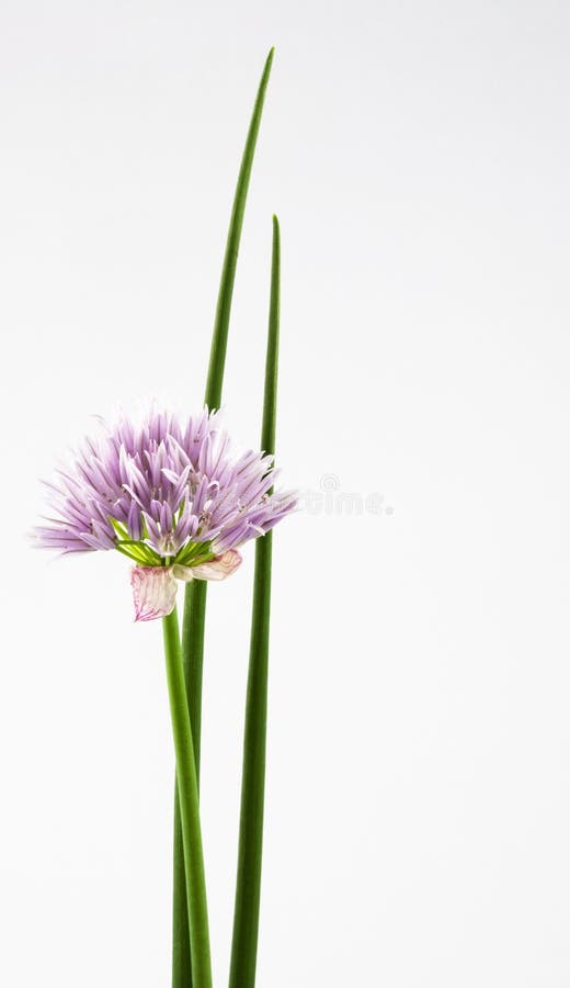 Chive Flower with Stems stock image. Image of macro, ingredient - 14532673