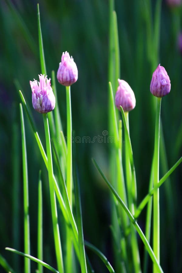 Chive Flowers stock photo. Image of chives, lavender - 13581010