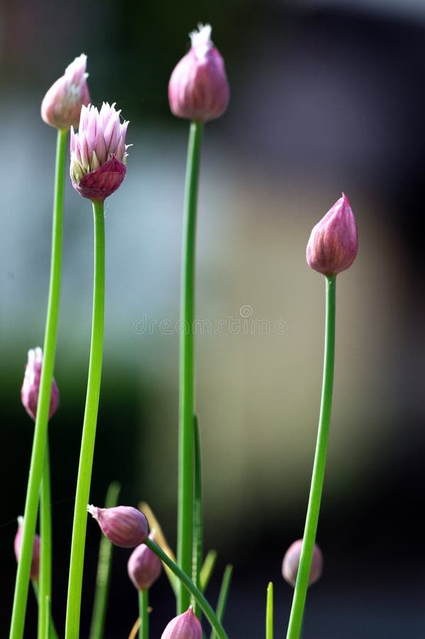 Chive Flowers stock photo. Image of chives, macro, herbs - 34516896