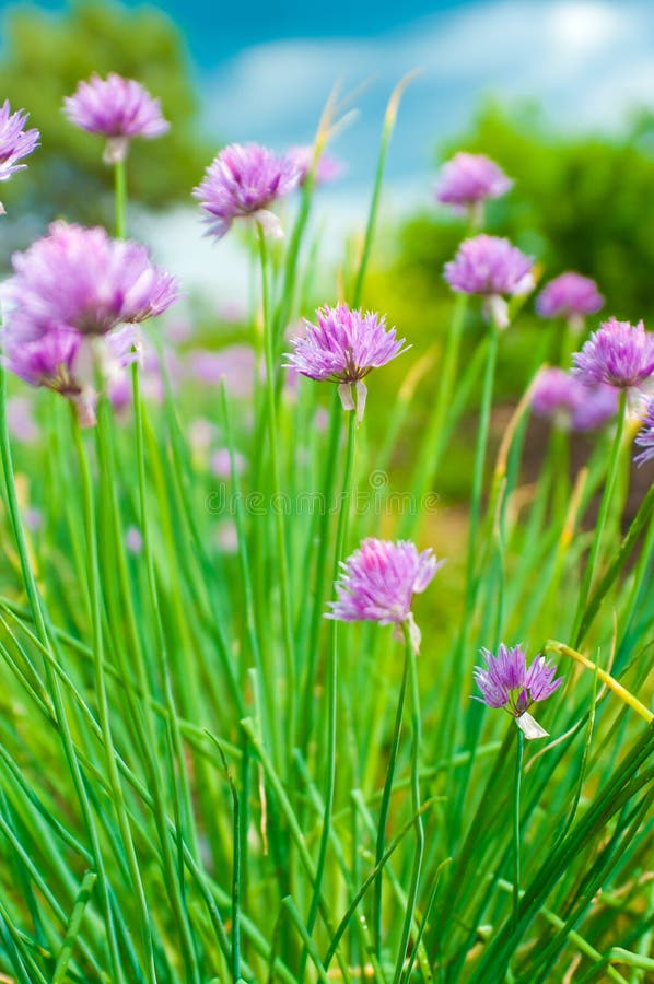 Chive flowers stock image. Image of field, beauty, purple - 32290313