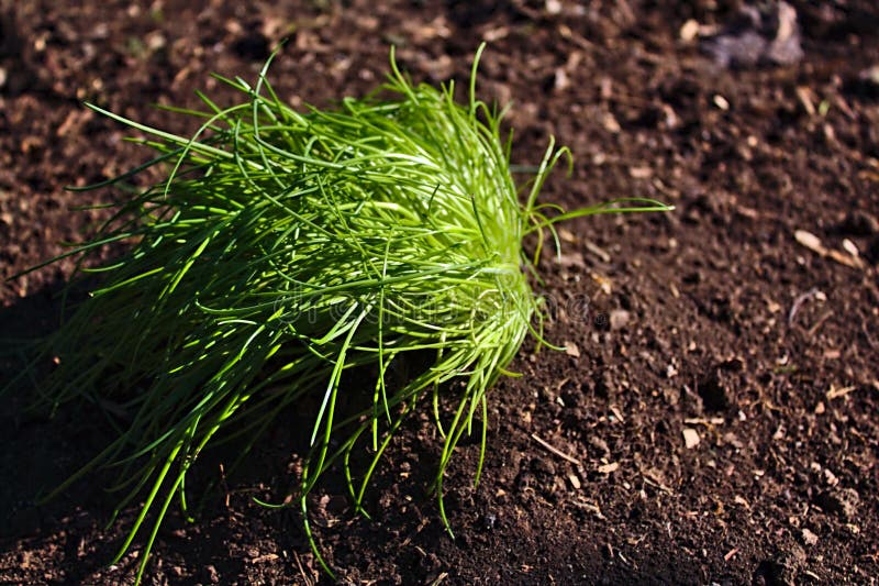 Chive garden stock image. Image of herb, agriculture - 178010757