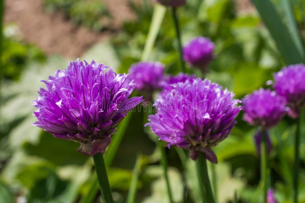 Chive in garden stock image. Image of green, beautiful - 93224099