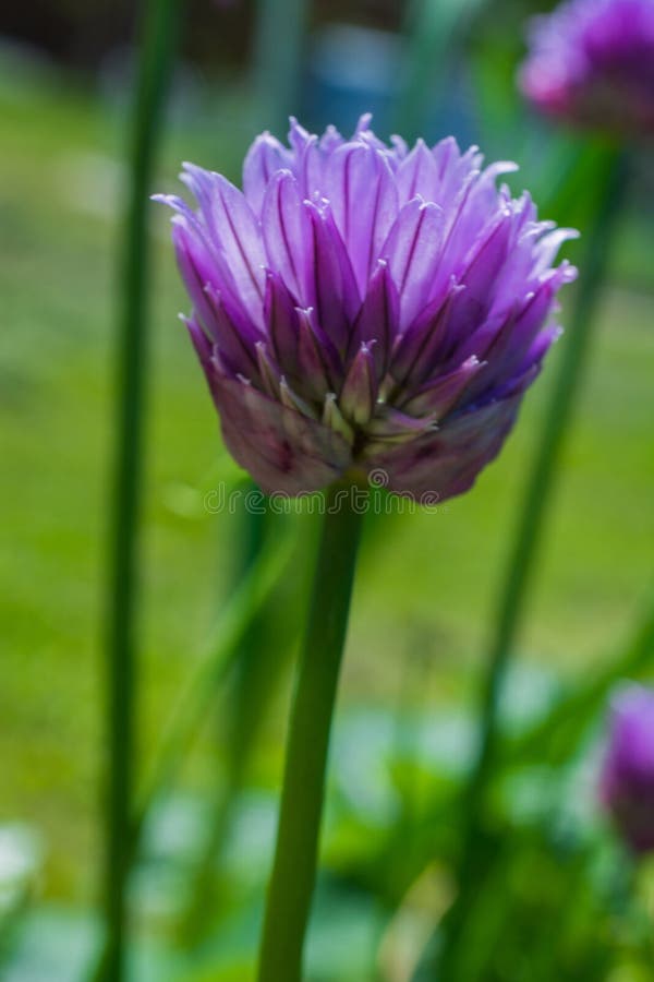 Chive in garden stock photo. Image of head, balls, flower - 93224234