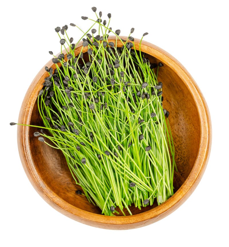 Chive Microgreens, Shoots of Allium Schoenoprasum in a Wooden Bowl ...