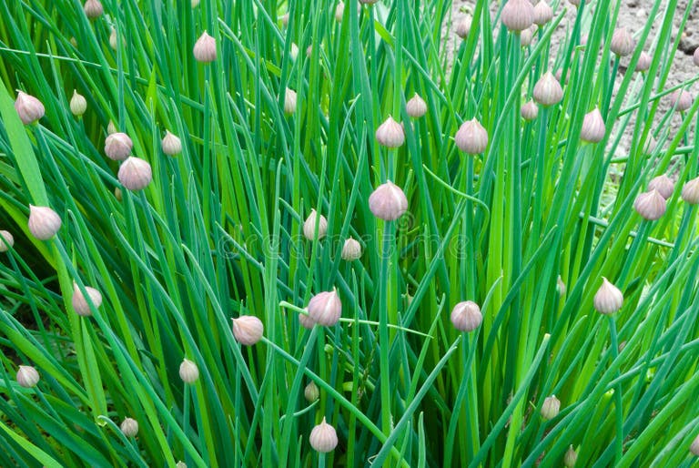 27,204 Chive Hotness Stock Photos - Free & Royalty-Free Stock Photos ...