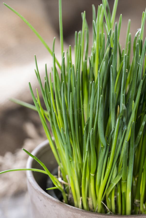 Chive Plant (close-up Shot) Stock Photo - Image of herb, ingredient ...