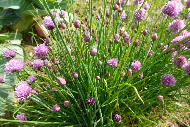 Chive Plant , Chive Growing in the Garden. Chive Plant in Bloom Stock ...