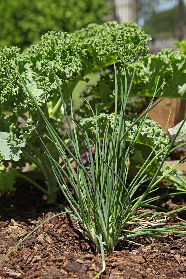 Chive Plant in a Vegetable Garden Stock Image - Image of ciboulette ...