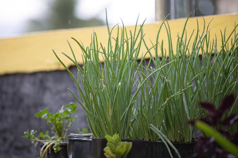 Chive Plants in Plastic Pot in a Garden Stock Image - Image of fresh ...