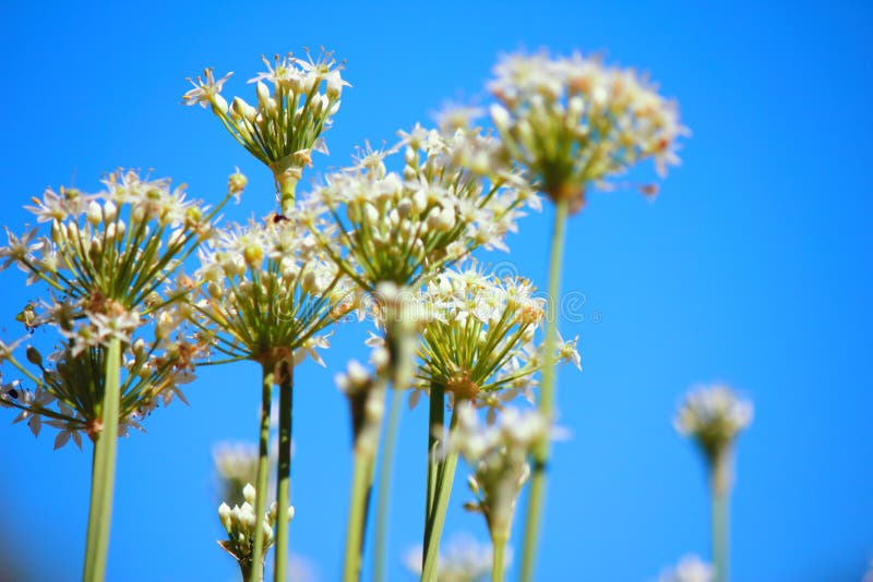 Chive s flower stock photo. Image of meadow, vegetable - 21073642