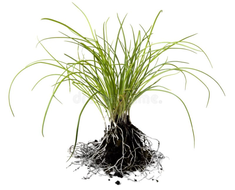 Chives stock photo. Image of background, color, horizontal - 11268098