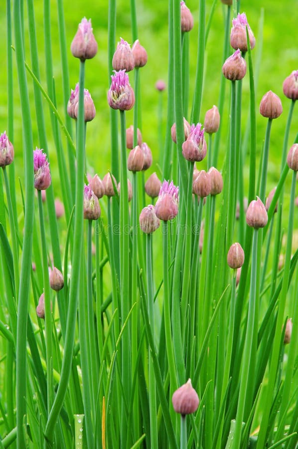 Chives stock image. Image of schoenoprasum, grow, aromatic - 15559563