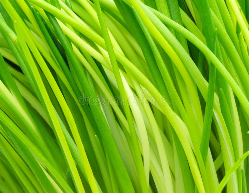Chives stock photo. Image of stalks, growing, herb, flavor - 23518064