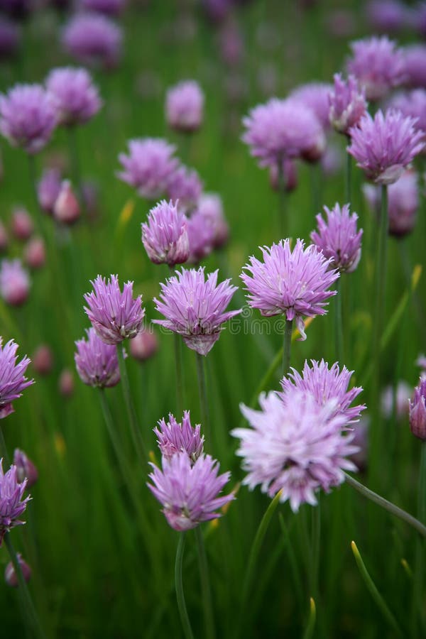 Chives stock photo. Image of organic, greens, chives, rural - 2374056