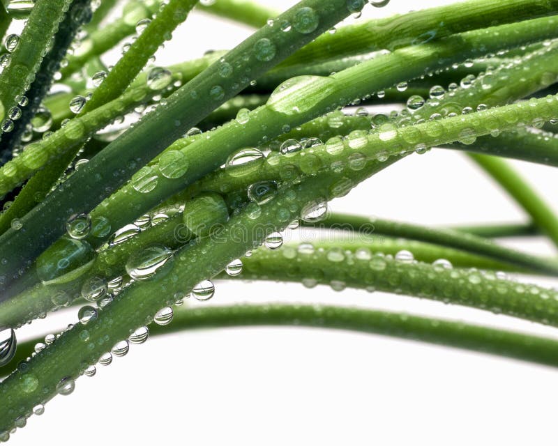 Chives stock image. Image of drops, onion, green, stalks - 27053965