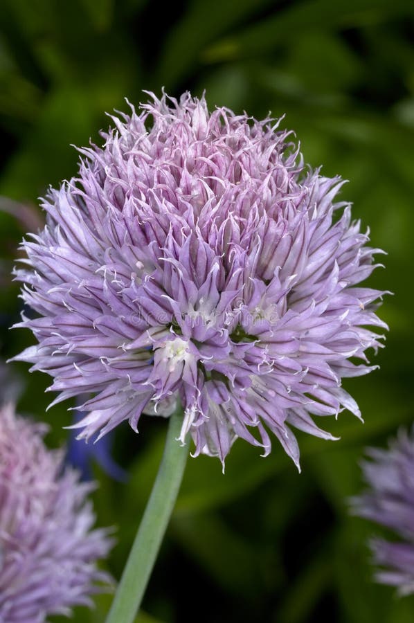 Chives Allium Schoenoprasum Stock Image - Image of organic, nature ...