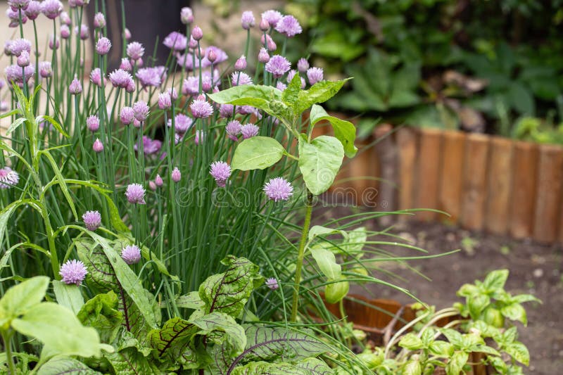 Allium Schoenoprasum Chives Pink Violet Flowering Plant, Herbaceous ...
