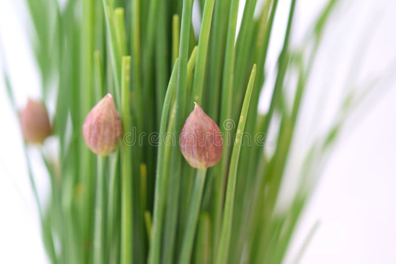 Chives with buds stock image. Image of view, chive, herbal - 91816323