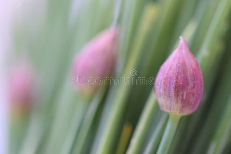 Chives with buds stock photo. Image of kitchen, buds - 91816386