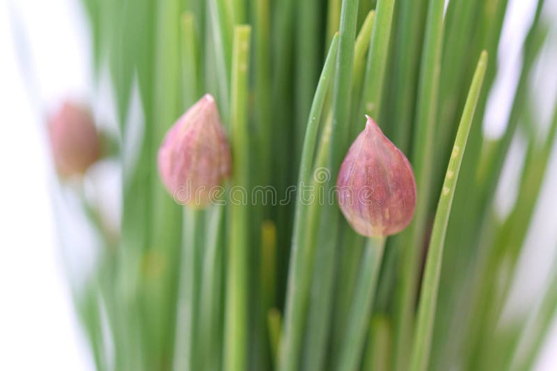 Chives with buds stock photo. Image of herb, flower, vegetarian - 91816492