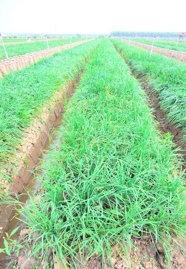 Chives field stock image. Image of garlic, cultivate - 22062055