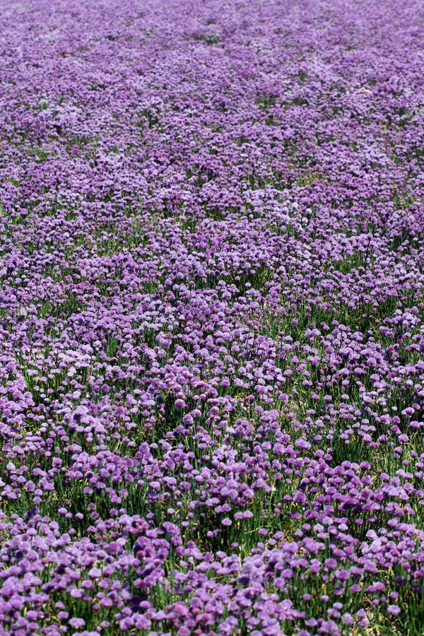 Chives field stock image. Image of garlic, cultivate - 22062055