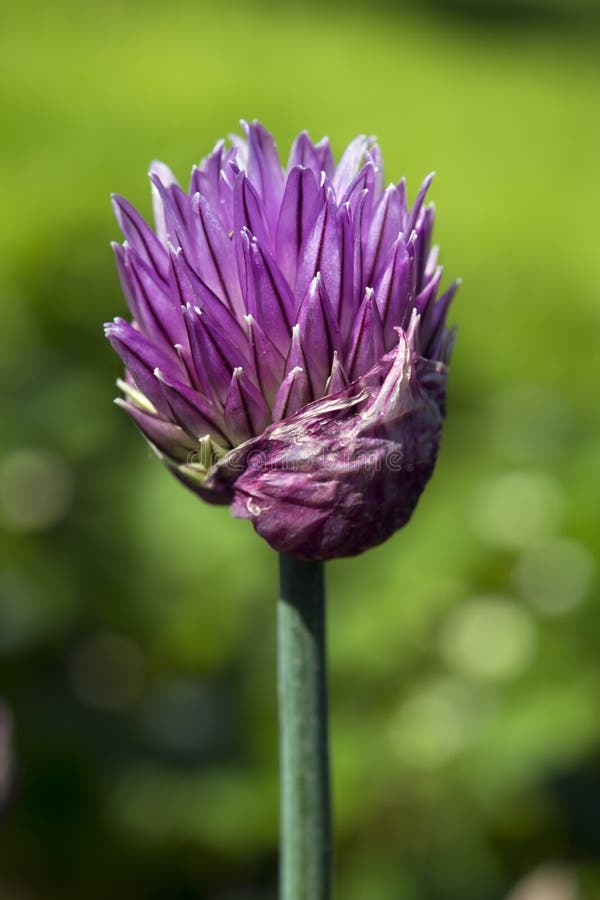 Chives flower macro stock photo. Image of allium, horticulture - 24669422