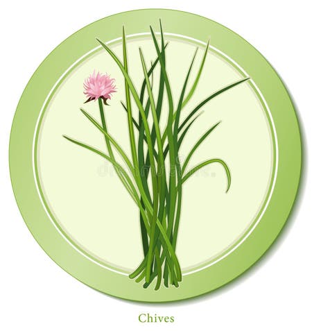 Chives Herb stock vector. Illustration of cooking, herbal - 8263641