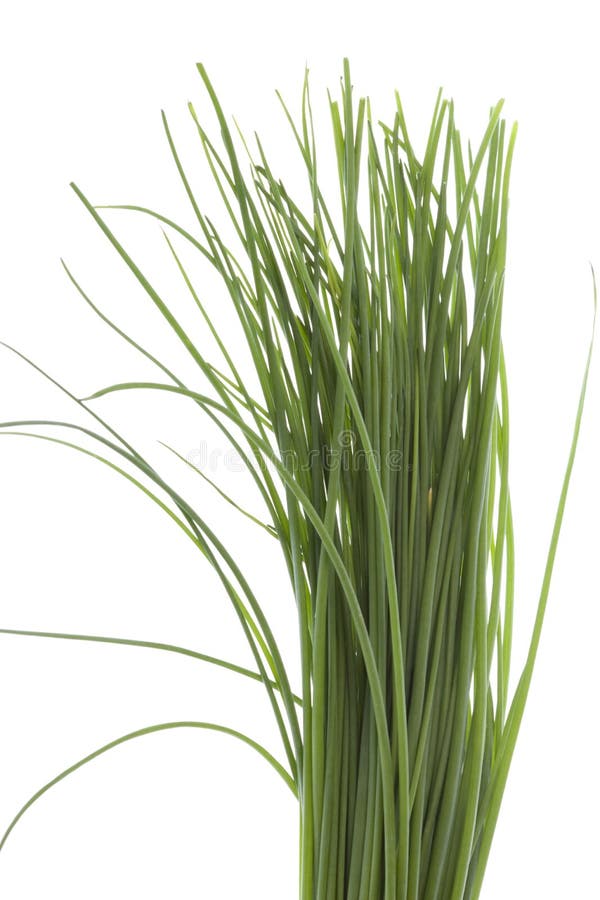 Chives Isolated stock photo. Image of isolated, natural - 6204318