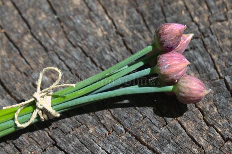 Chives on an Old Tree Trunk in the Forest Stock Image - Image of chive ...