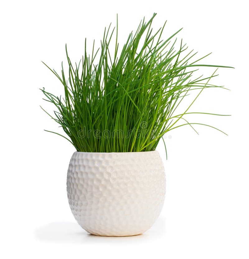 Chives Plant in Pot Isolated on White Stock Photo - Image of herb ...
