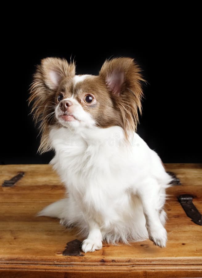 Chiwawa stock photo. Image of light, fashion, card, friendly - 710760