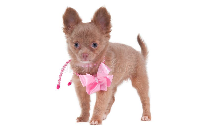 Chiwawa de bébé image stock. Image du adorable, charme - 17560495