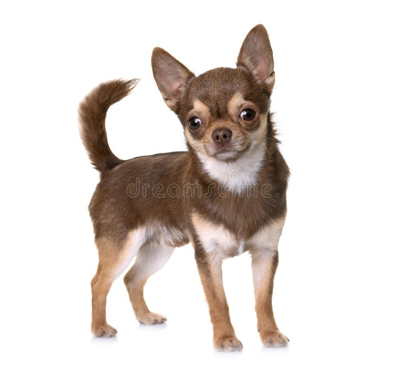 Chiwawa De Brown Dans Le Studio Photo stock - Image du cheveu, blanc ...