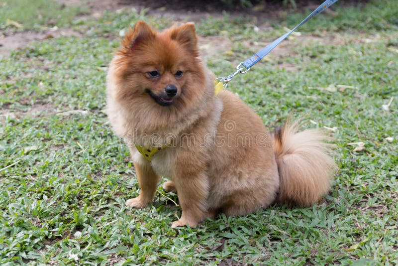 Chiwawa dog stock photo. Image of domestic, outdoor, young - 47771586