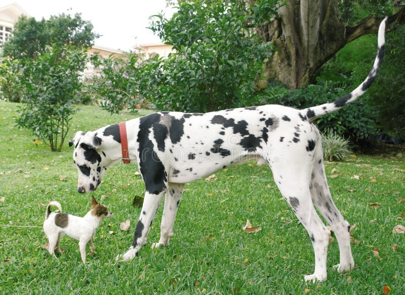 Chiwawa et Danois grand photo stock. Image du mexique - 3225262