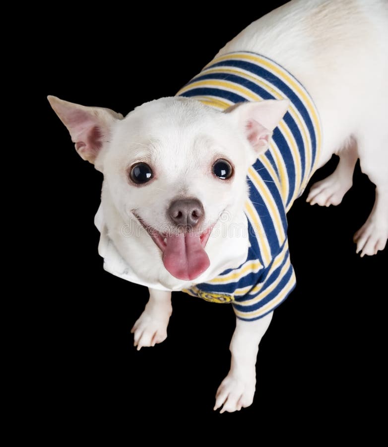 Chiwawa Isolated stock photo. Image of mammal, cuddly, friend - 729796