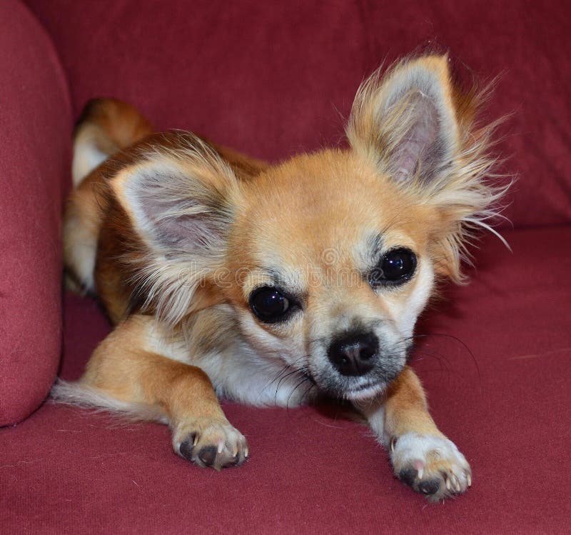 Chiwawa mignon image stock. Image du oreilles, canin - 35114179