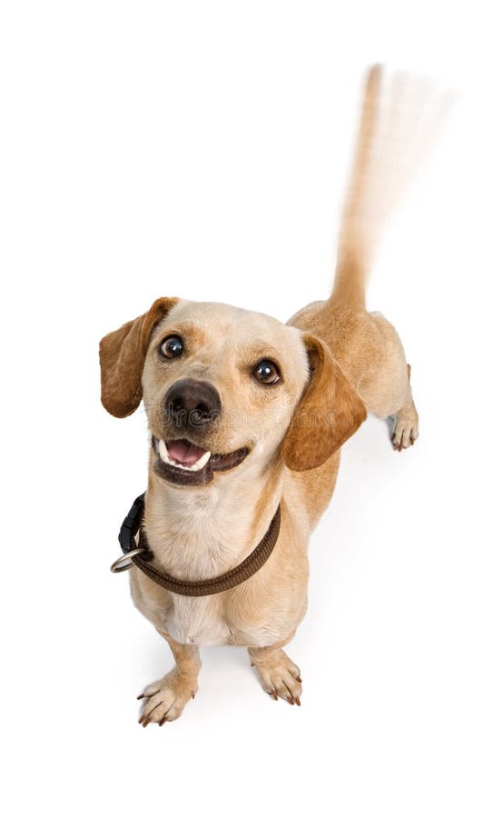 Chiweenie Dog Wagging Tail stock photo. Image of adopt - 16402990