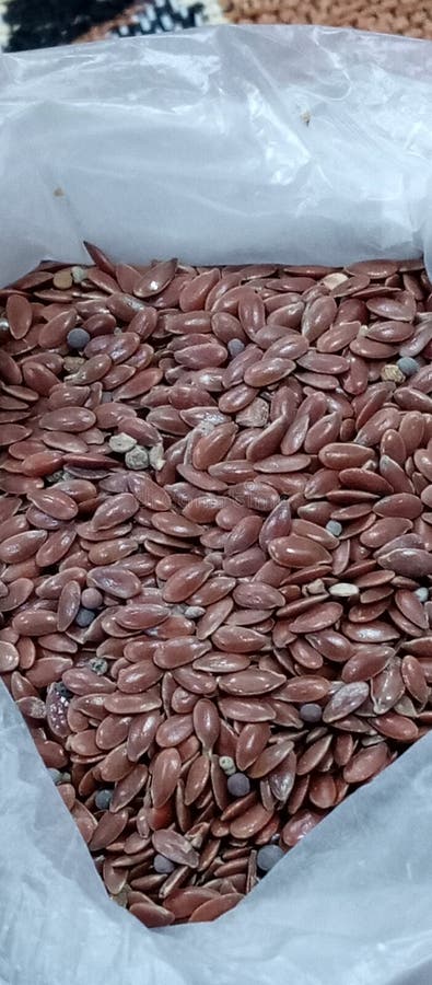 Chiya seeds healthy thing stock photo. Image of chiya - 239157342