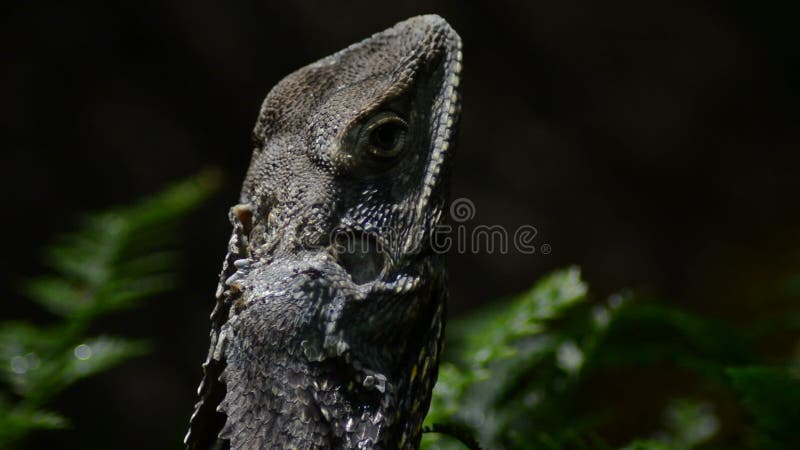 Chlamydosaurus, Frilled Neck Lizard on a Tree - Chlamydosaurus Kingii ...