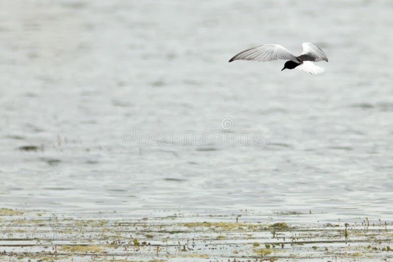 Chlidonias Leucopterus, Leucoptera, White-winged Tern. Stock Image ...